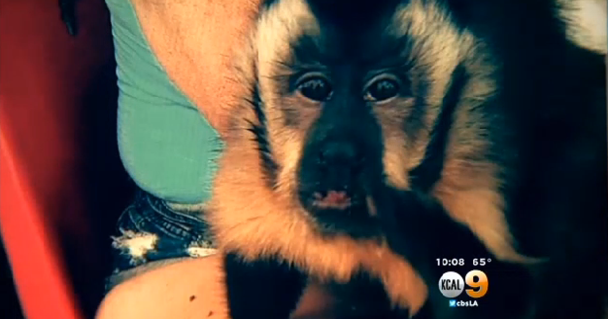 Pet monkey seized after biting woman's arm outside Southern California ...