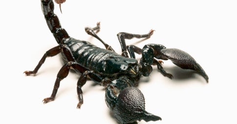 Woman suffers scorpion sting on flight - CBS News