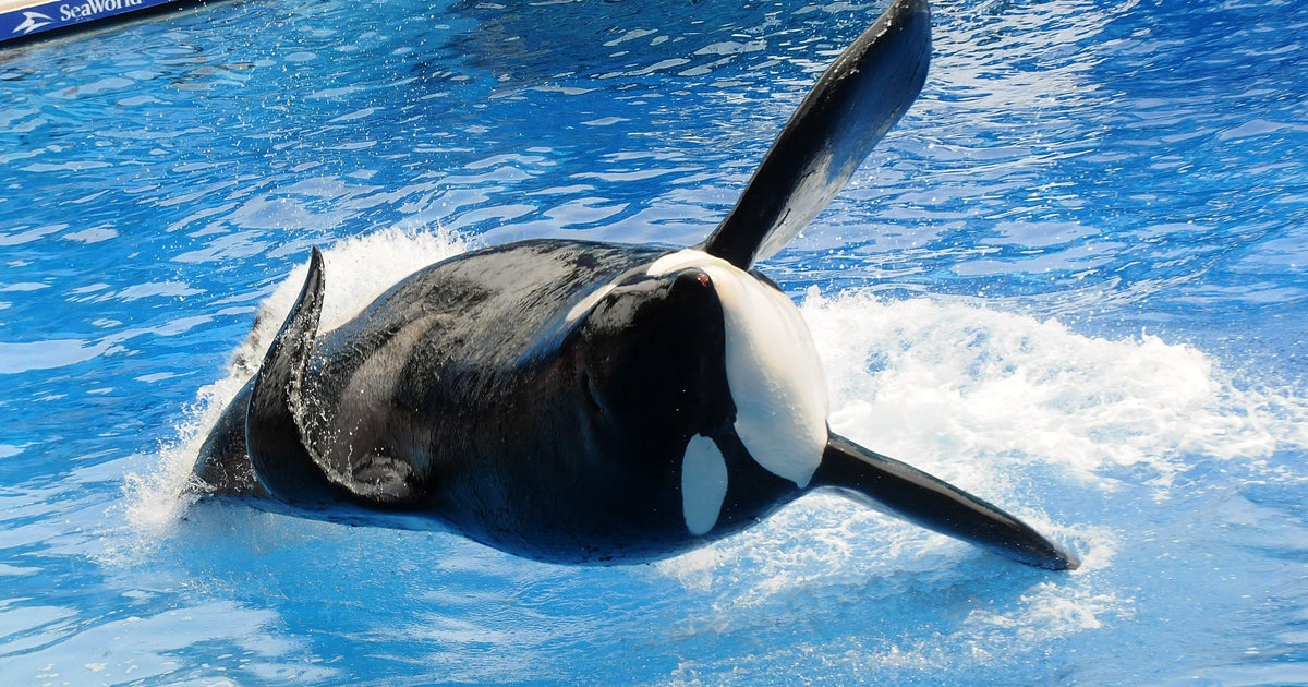 As SeaWorld shares sink, company plans larger killer whale tanks - CBS News