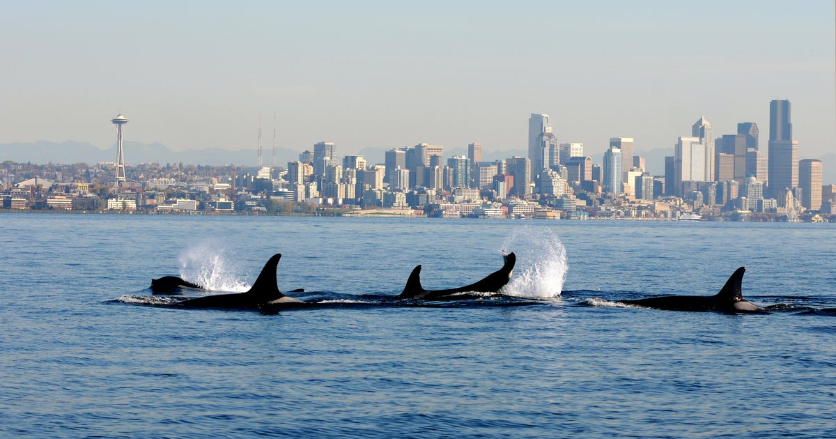 Killer whale population declining in Puget Sound - CBS News