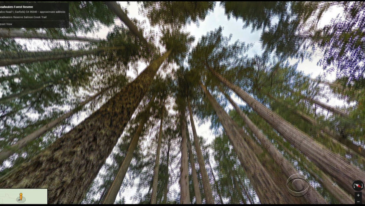 Google program brings nature into the digital age - CBS News