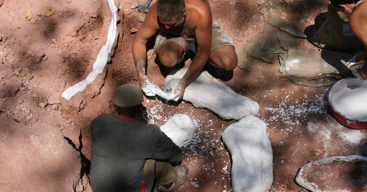 New titanosaurian dinosaur species discovered in Tanzania - CBS News