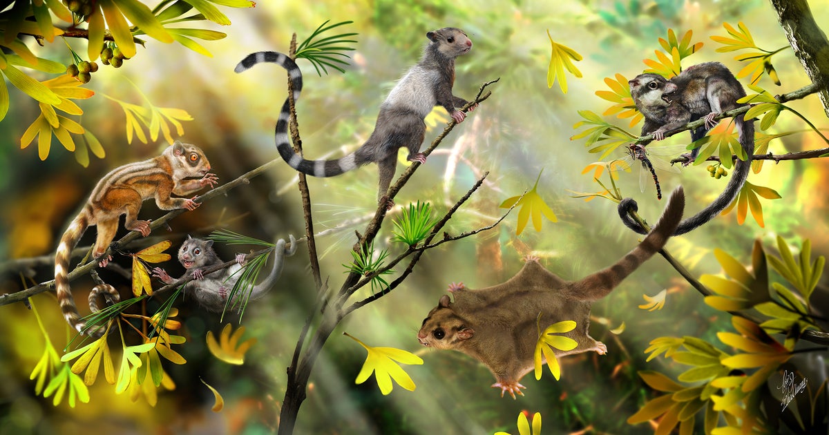 Jurassic squirrels: Fossils shed light on early mammal evolution - CBS News