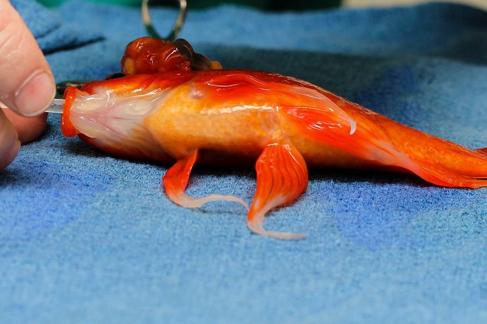 Goldfish named George gets life-saving tumor surgery - CBS News