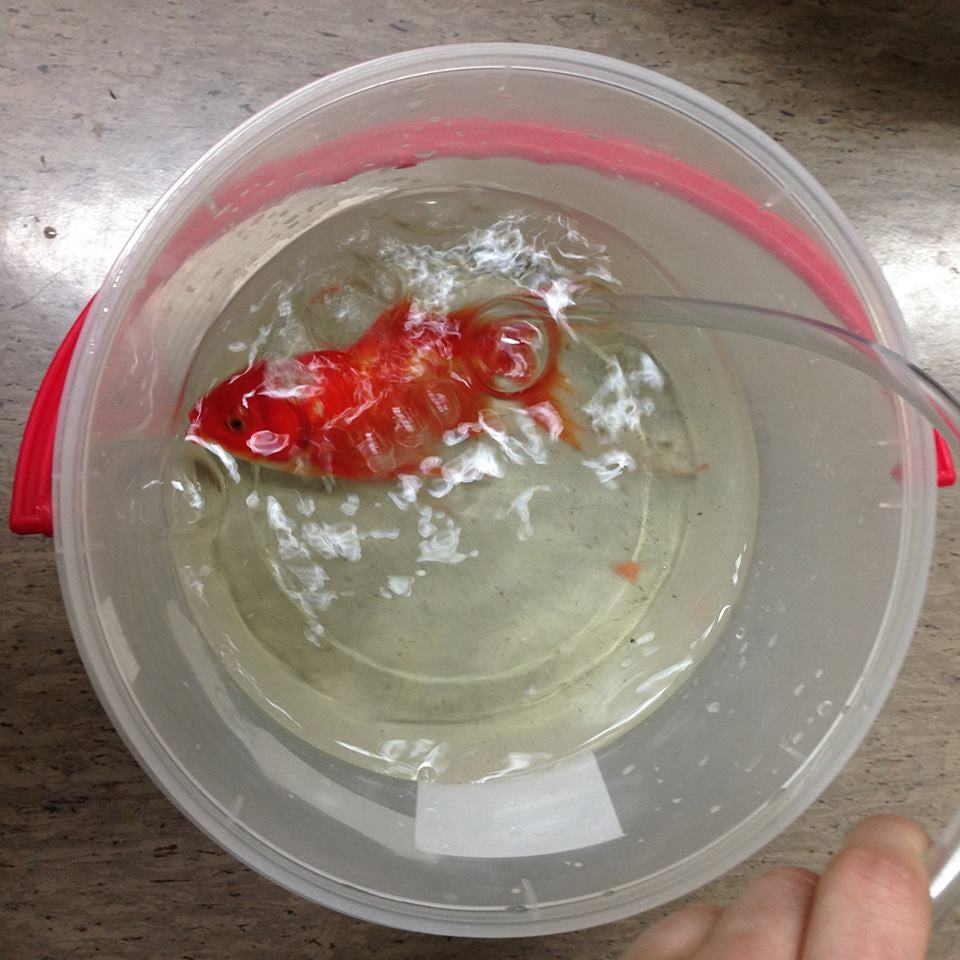 Goldfish named George gets life-saving tumor surgery - CBS News