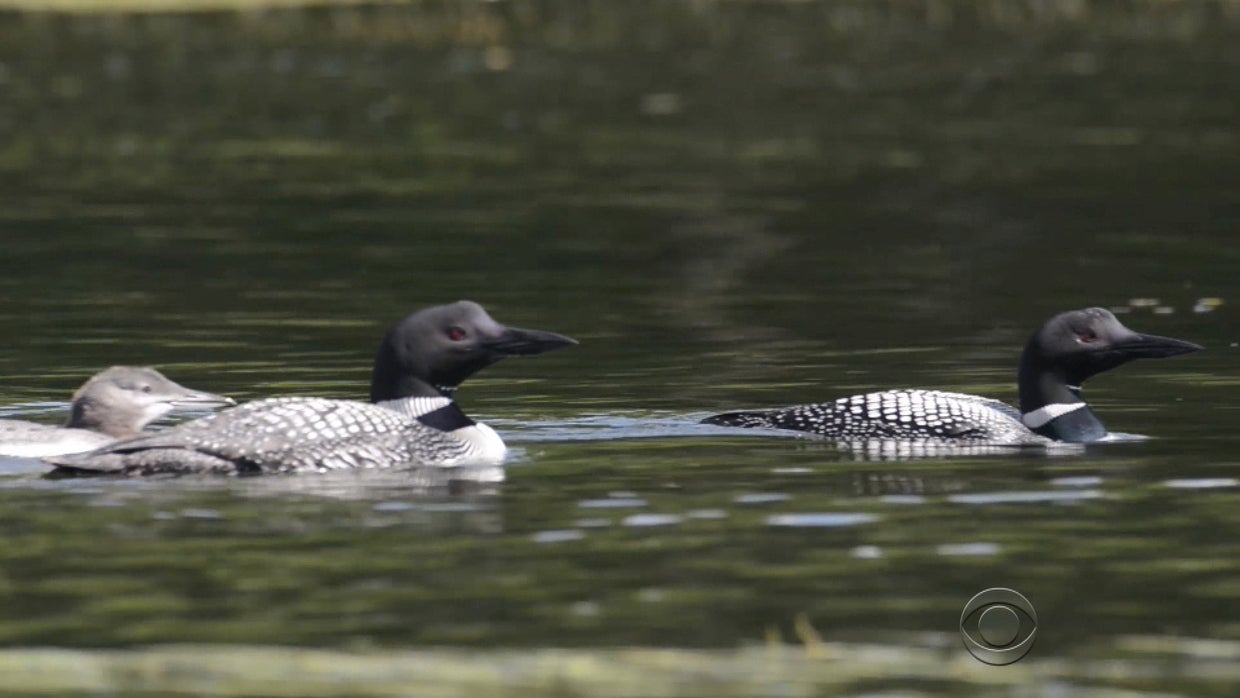 As climate change looms, bad news for loons - CBS News