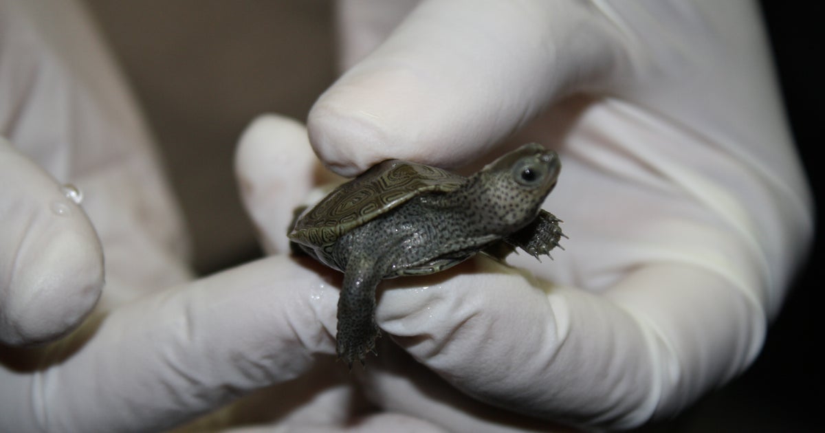 Thousands of turtles found in Detroit airport luggage - CBS News