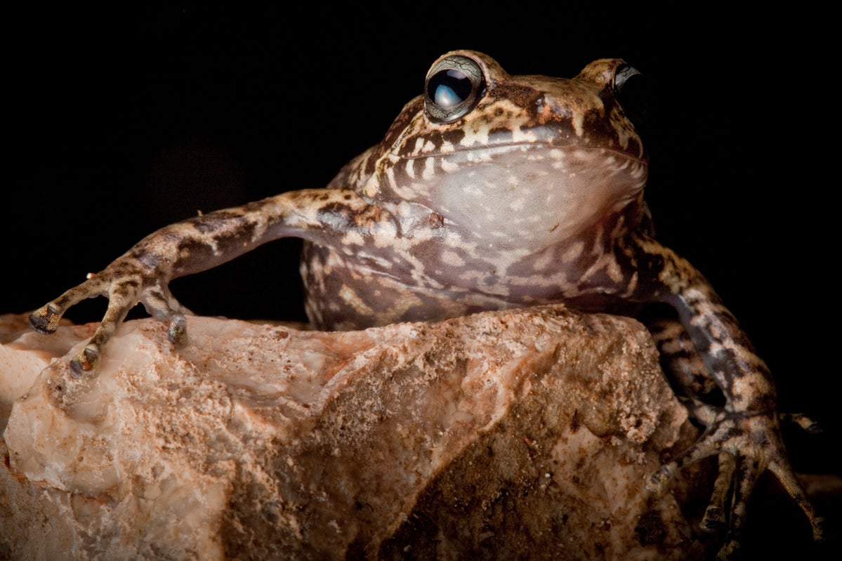 Lost & found: Rare species rediscovered