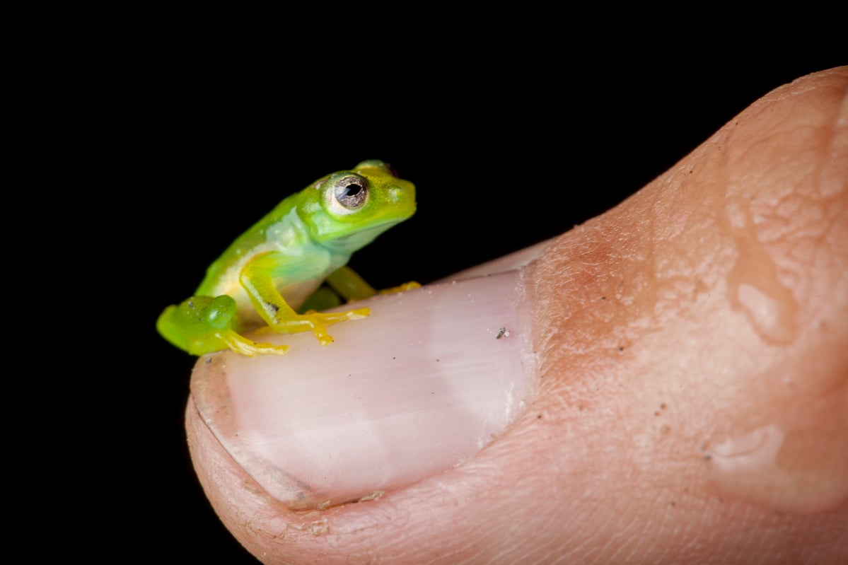 Lost & found: Rare species rediscovered