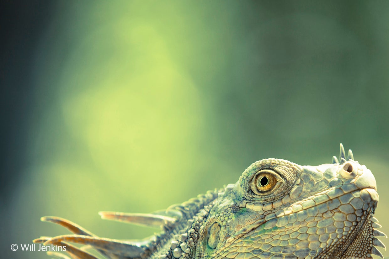 2014's top wildlife shots