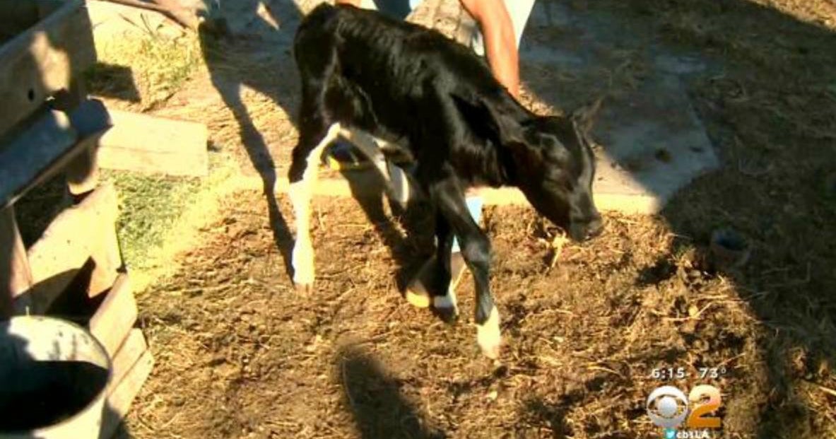 California police making traffic stop find stolen cow - CBS News