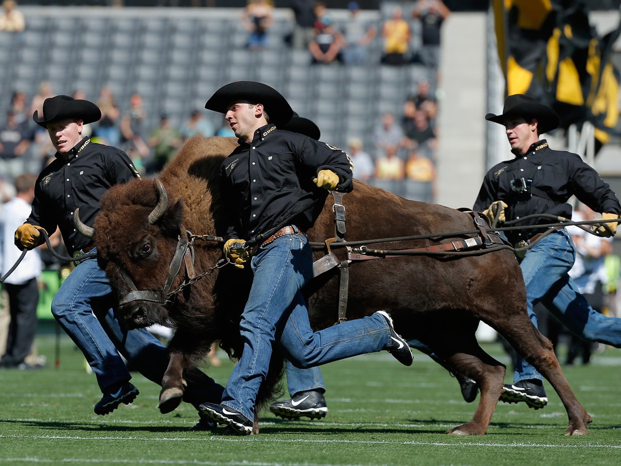 Lovable (and lovably bizarre) college sports mascots