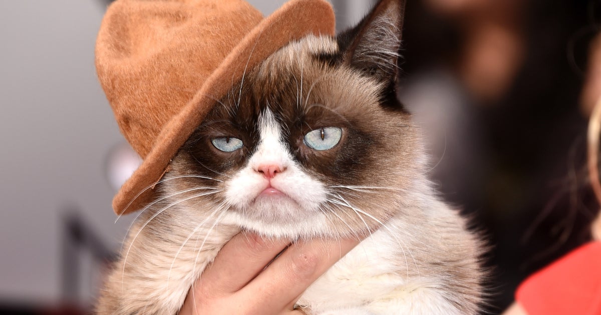 Grumpy Cat wins lump of cash in California court case - CBS News