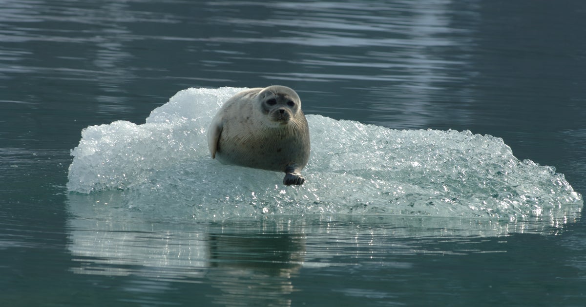 seals global warming