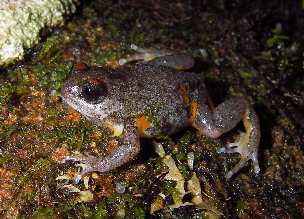 11 species threatened by climate change
