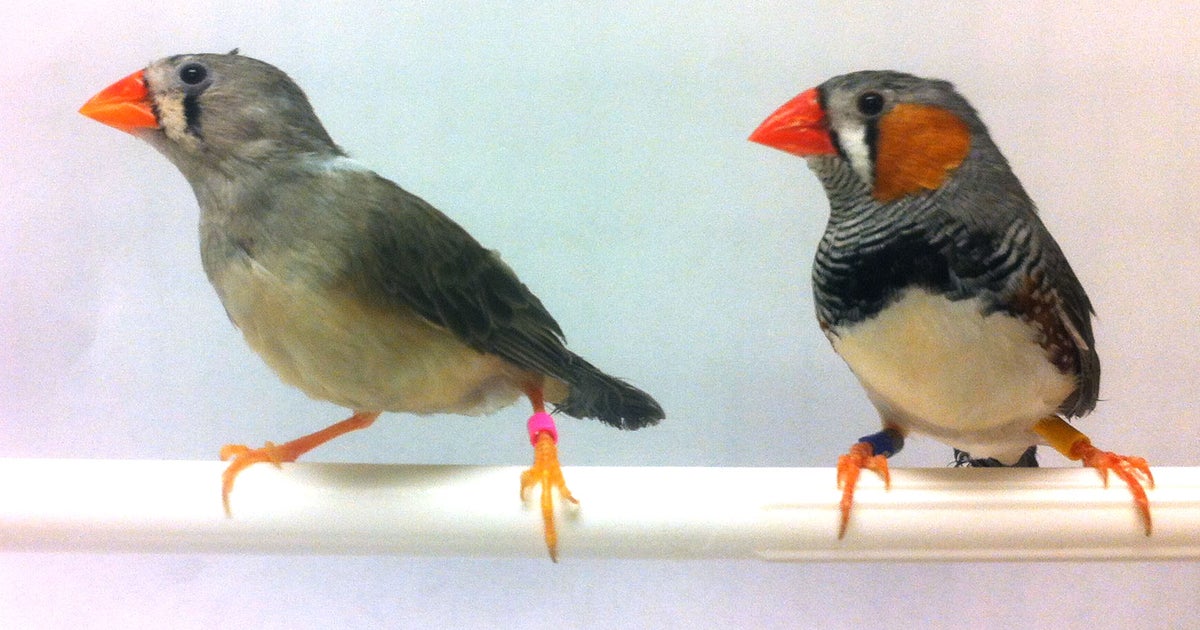 This is what it sounds like when drunk birds slur their songs - CBS News