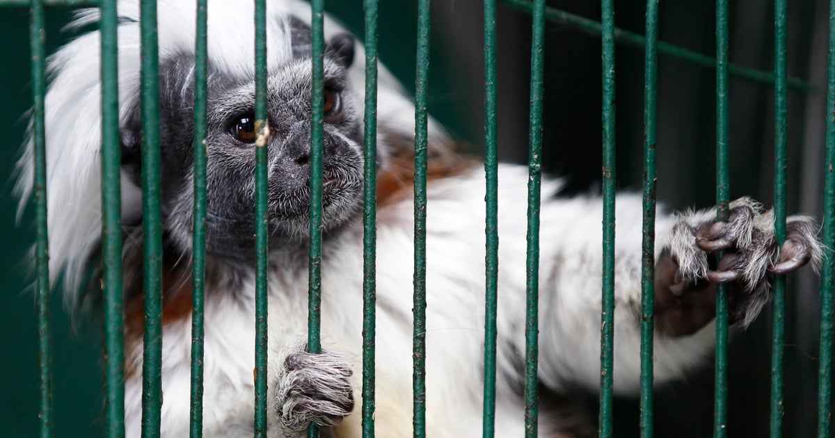 2 endangered monkeys freeze to death at Louisiana zoo - CBS News