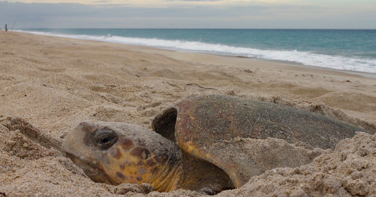 How sea turtles find their way home from thousands of miles away - CBS News