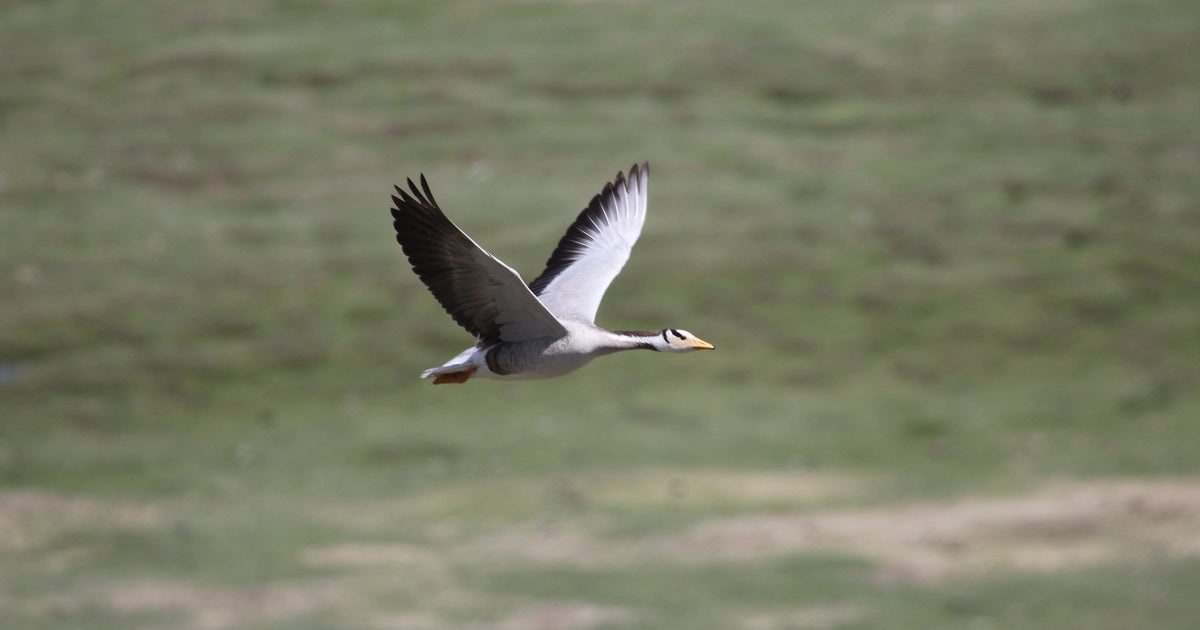 Geese ride airborne "roller coaster" in migration across Himalayas ...