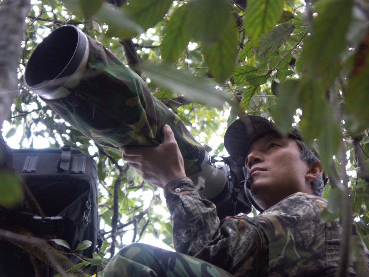 China's rare snub-nosed monkeys