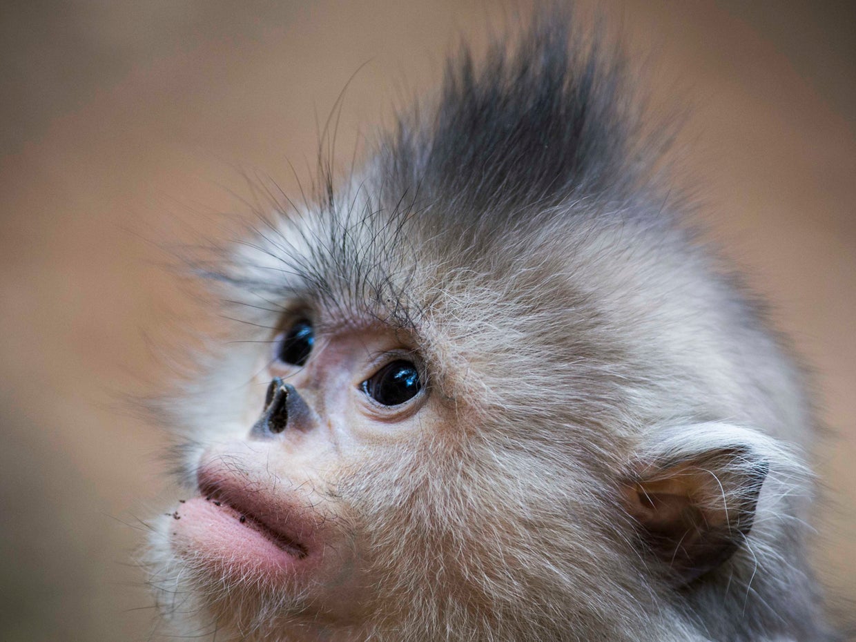 China's rare snub-nosed monkeys