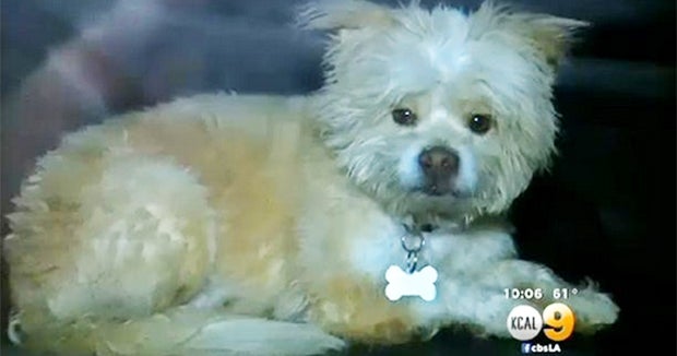 2 killed, dog survives when car plunges 150 feet off freeway near L.A ...