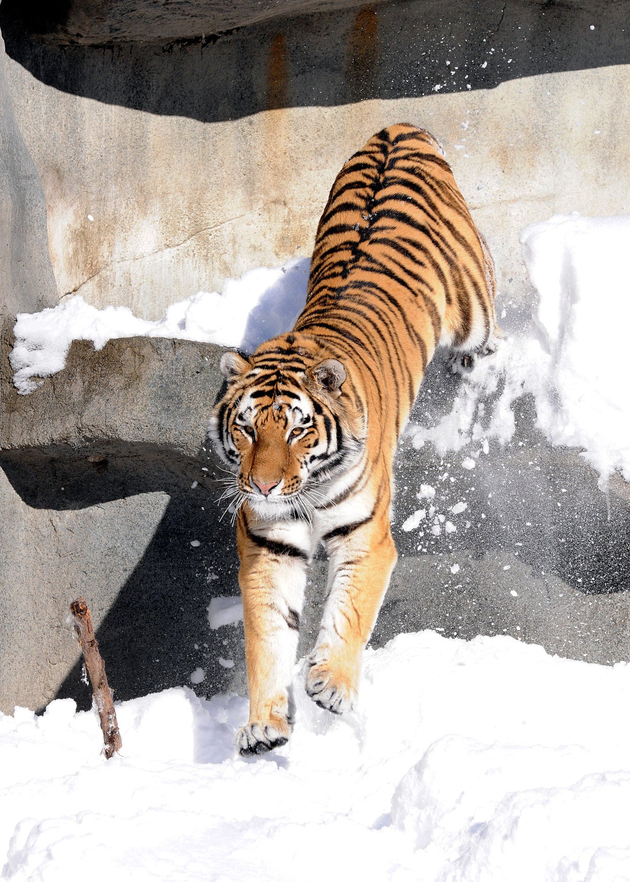 Bison, wolf, and tiger play in snow