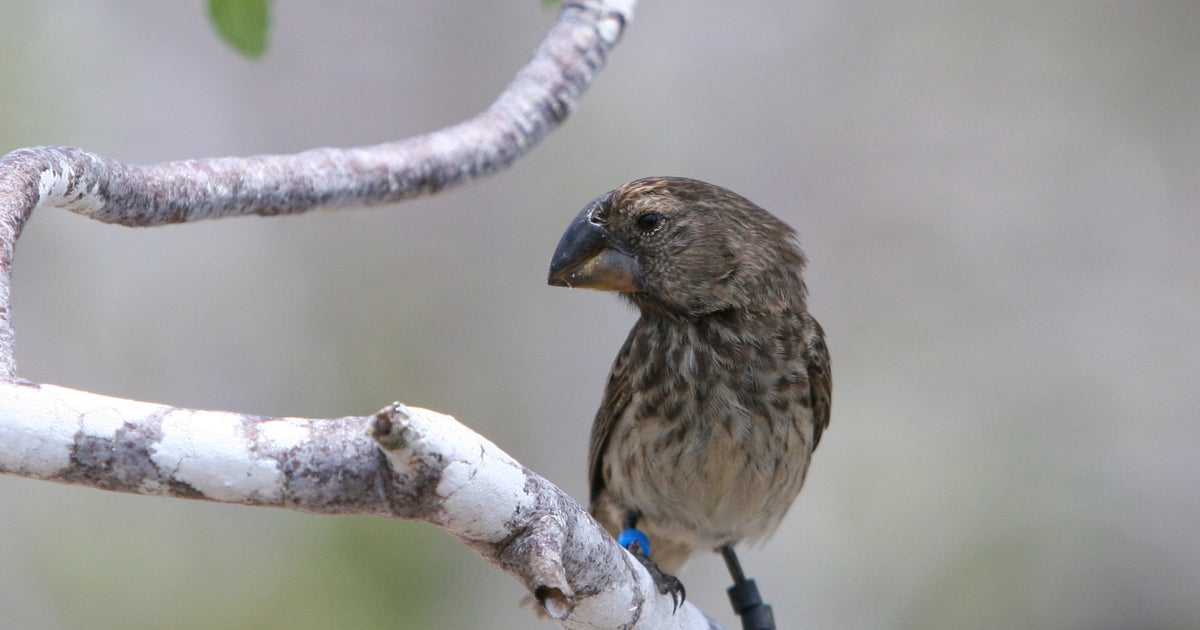 Scientists sequence the genome of Darwin's finches - CBS News