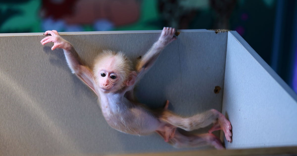 Zoo Babies zoo-babies
