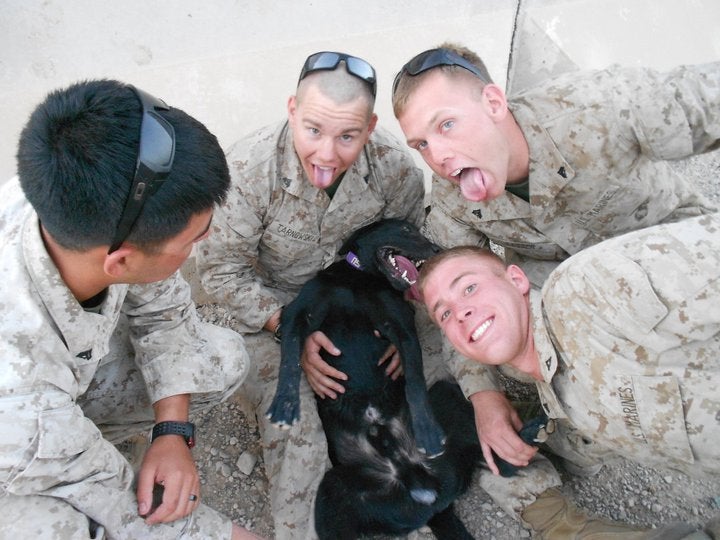 U.S. Marine reunites with combat dog - CBS News