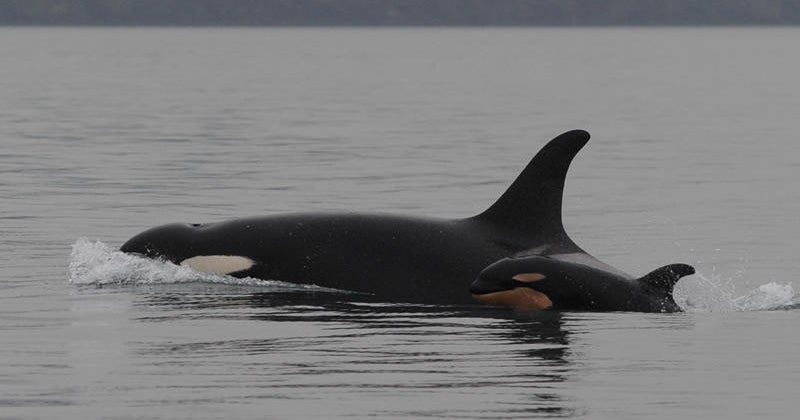 Second orca baby gives hope for endangered group of killer whales - CBS ...