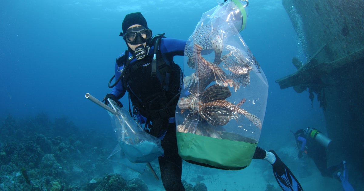 Divers take lionfish invasion into their own hands - CBS News