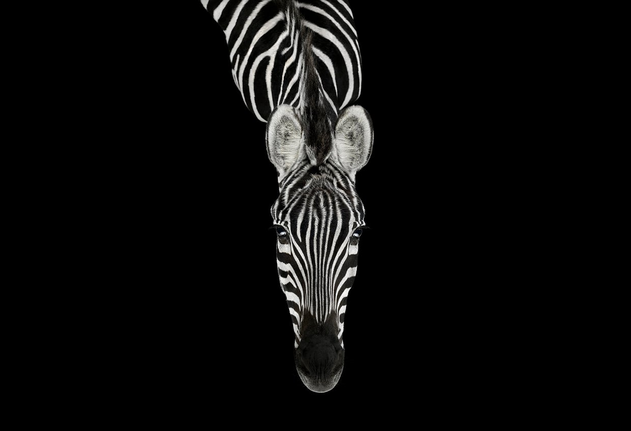 Staring contest: Uncanny animal portraits