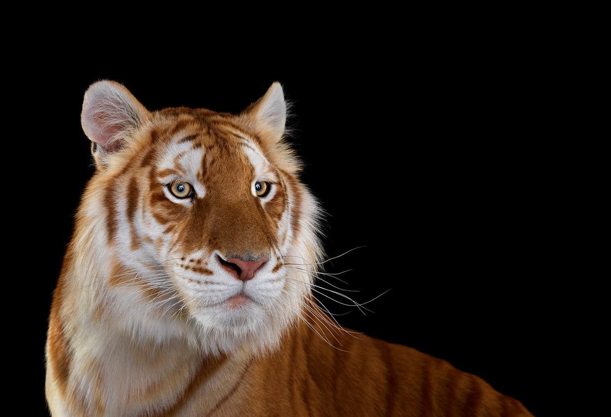 Staring contest: Uncanny animal portraits