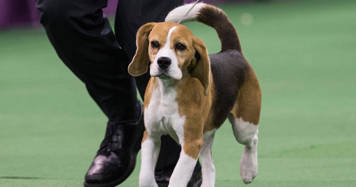 Bob Schieffer says: Beagles rule! - CBS News