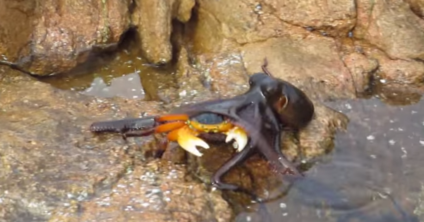 Must watch video: Octopus ambushes crab on Australian beach - CBS News