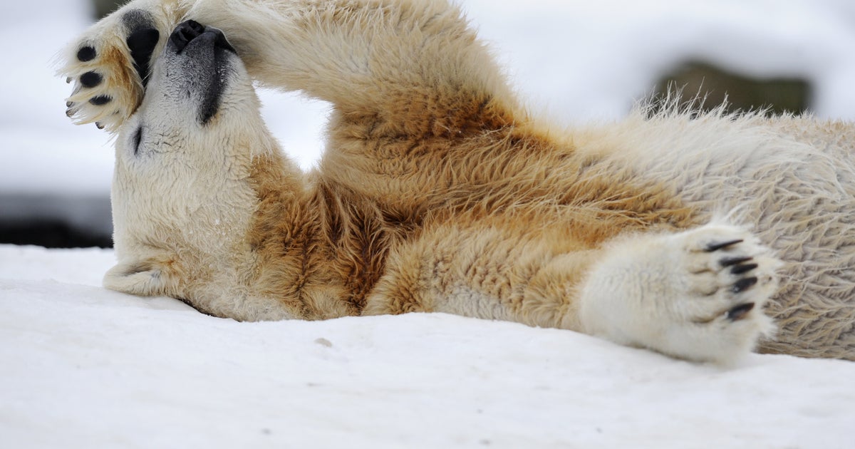 Knut the polar dear death: Riddle of animal's demise solved - CBS News