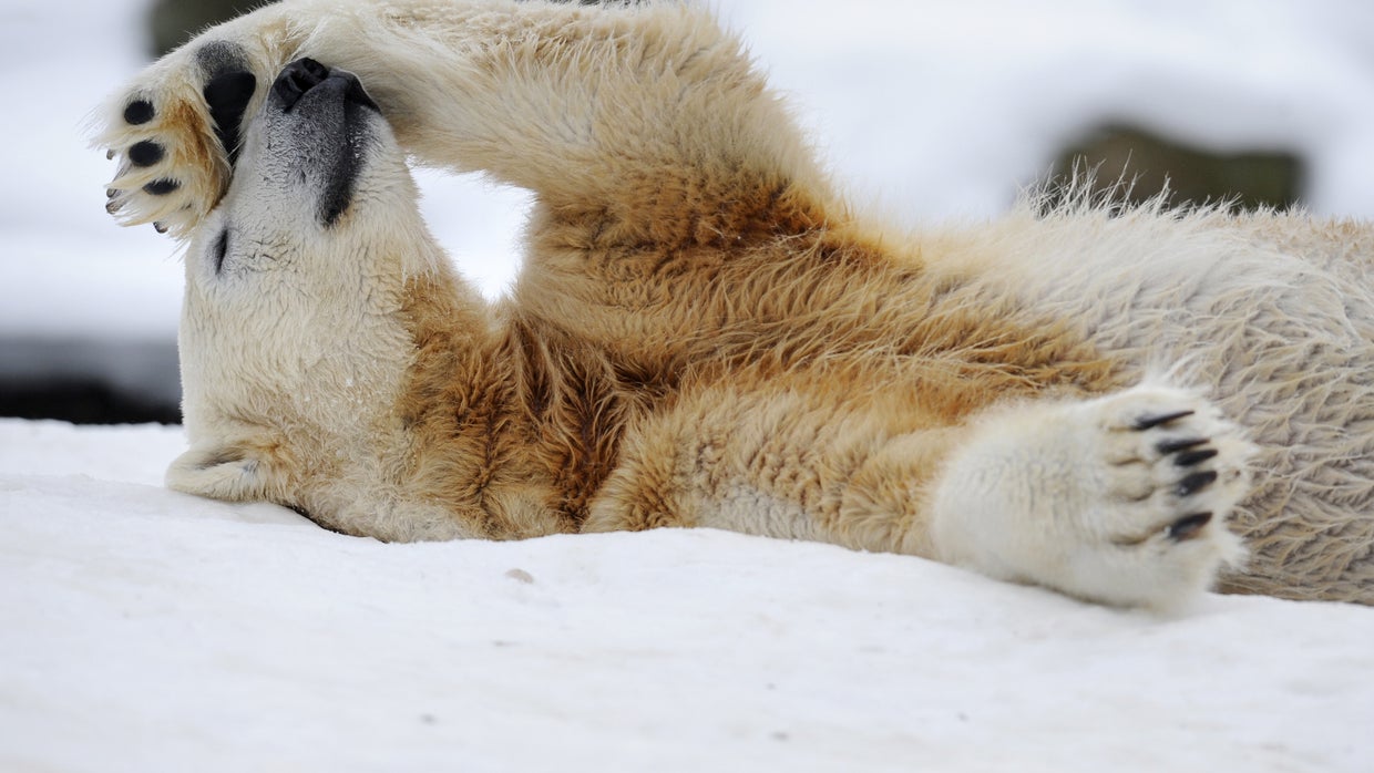 Knut the polar dear death: Riddle of animal's demise solved - CBS News