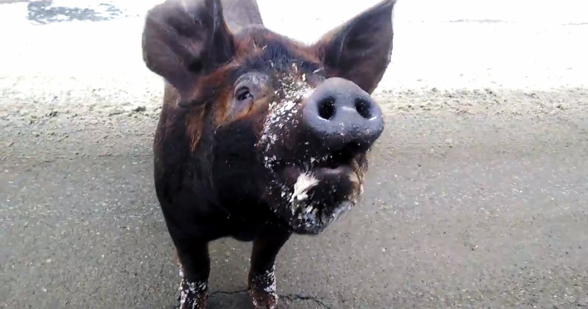 Adorable pig blocks traffic in Maine, this week on The Feed! - CBS News