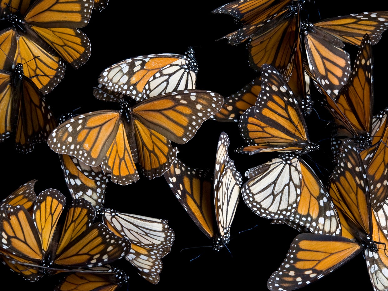 Monarch butterflies