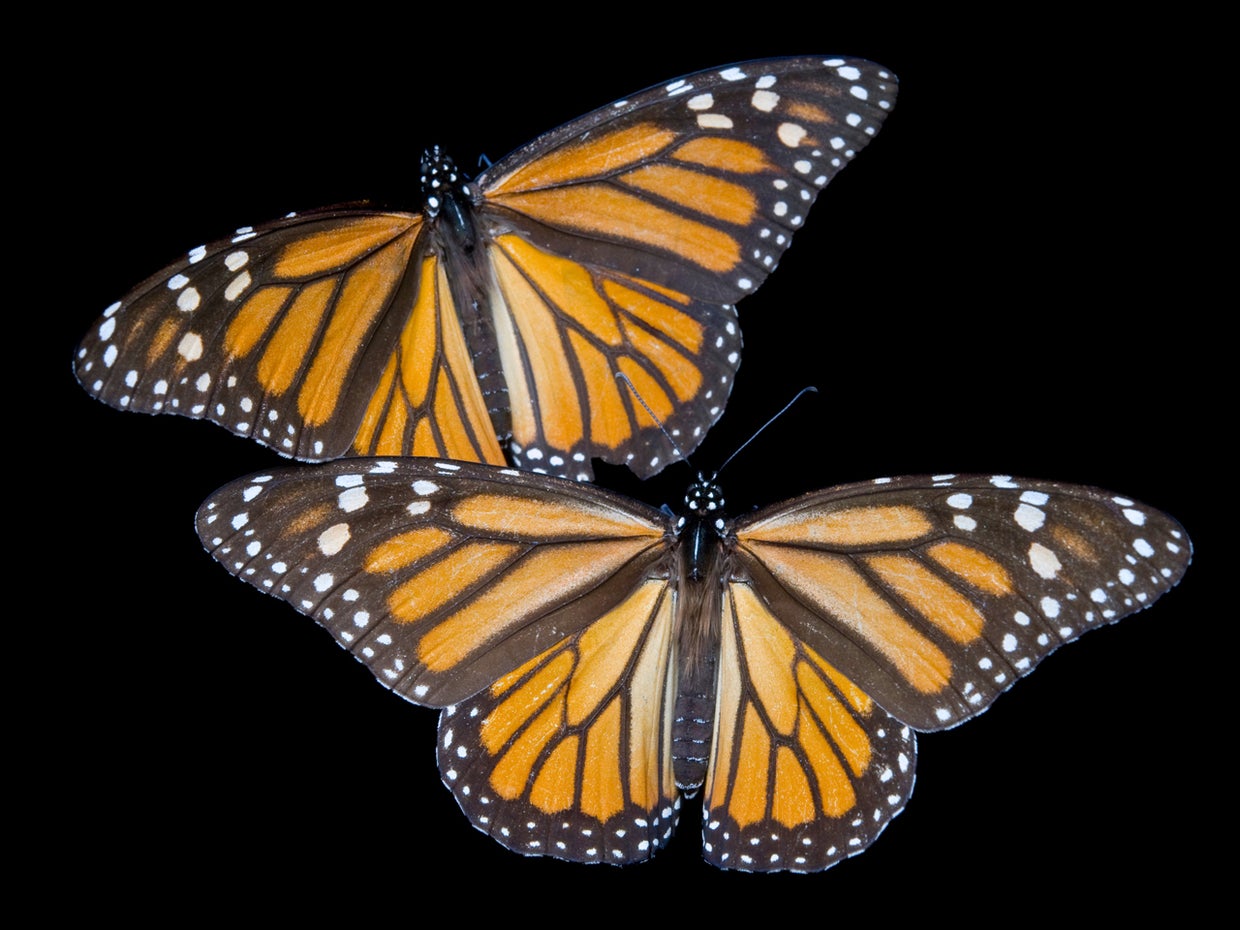 Monarch butterflies