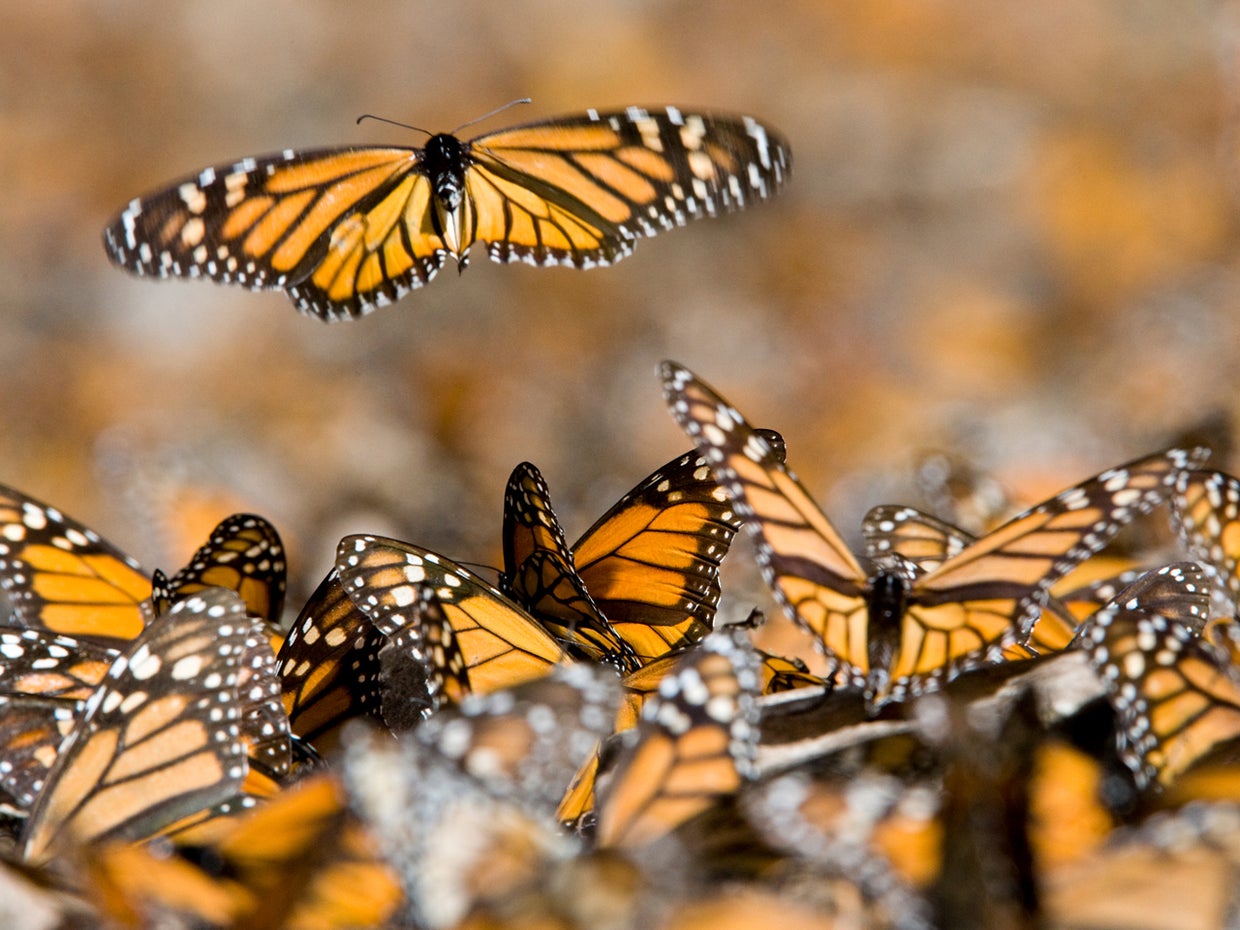 Monarch butterflies