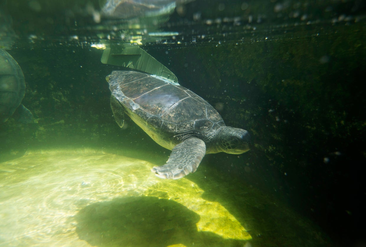 Scrappy animals who beat the odds