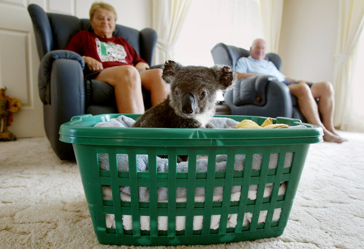 Scrappy animals who beat the odds