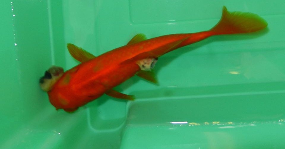 Two pet goldfish get surgeries totaling $750 - CBS News