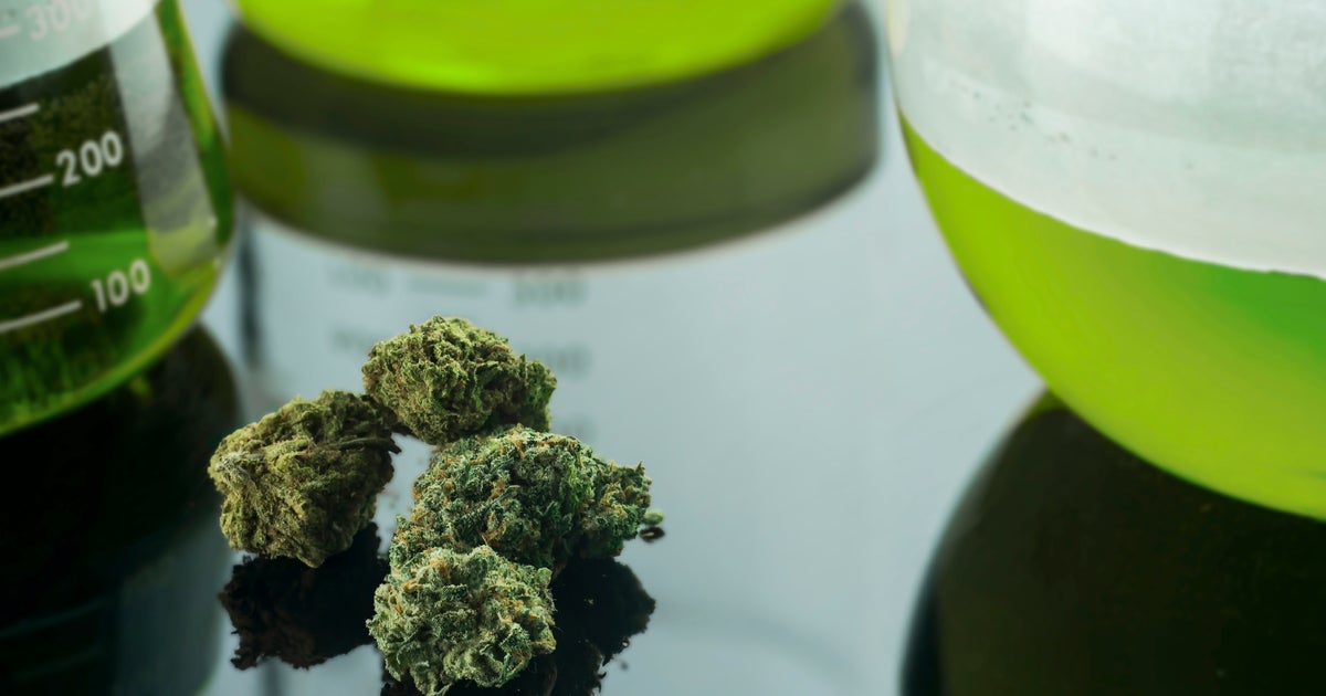 Marijuana far more potent than it used to be, tests find - CBS News
