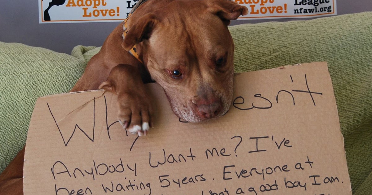 Viral photo gets New York shelter dog Chester adopted after 5 years ...