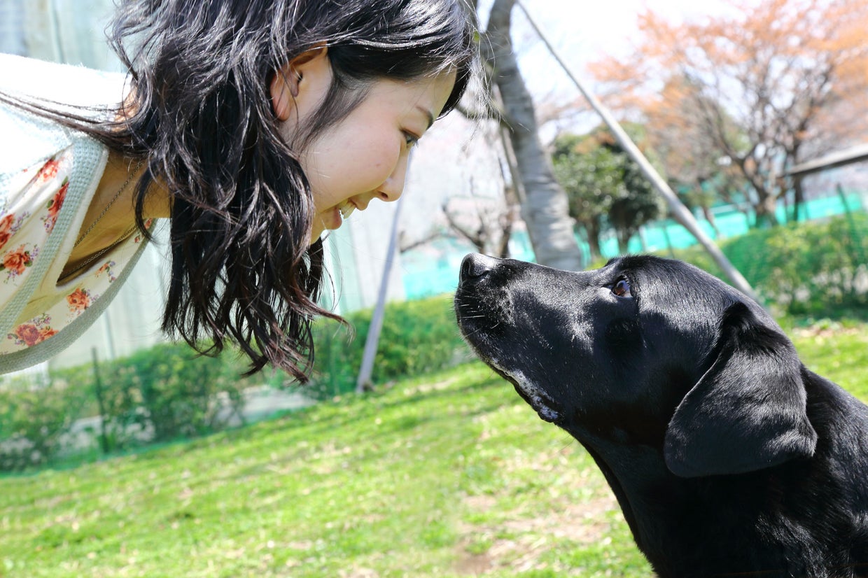 Dogs and people bond through eye contact - CBS News