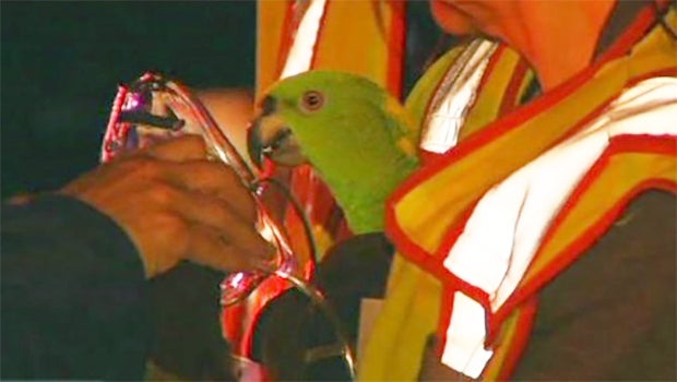 Parrots in burning house call "help" and "fire" - CBS News