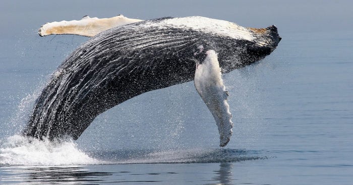 Federal government to ease humpback whale protection - CBS News